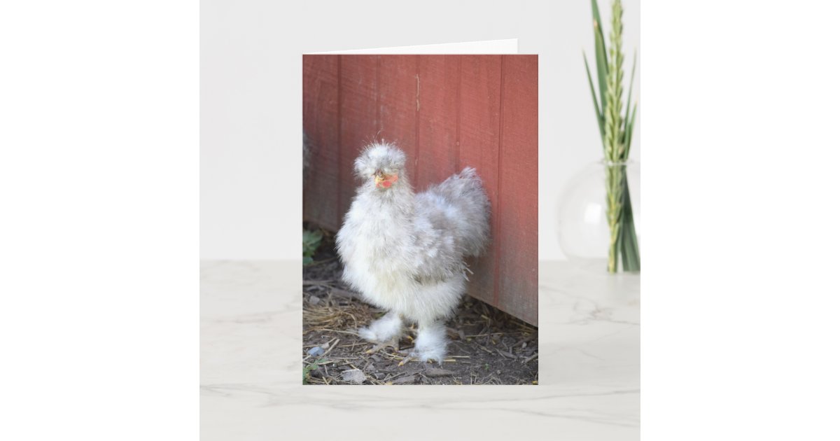 Furry Chicken - Humorous Greeting Card | Zazzle