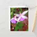 Fuschia Flowers Postcard | Zazzle