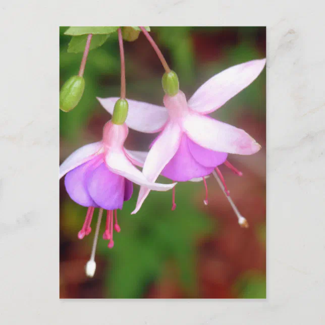 Fuschia Flowers Postcard | Zazzle