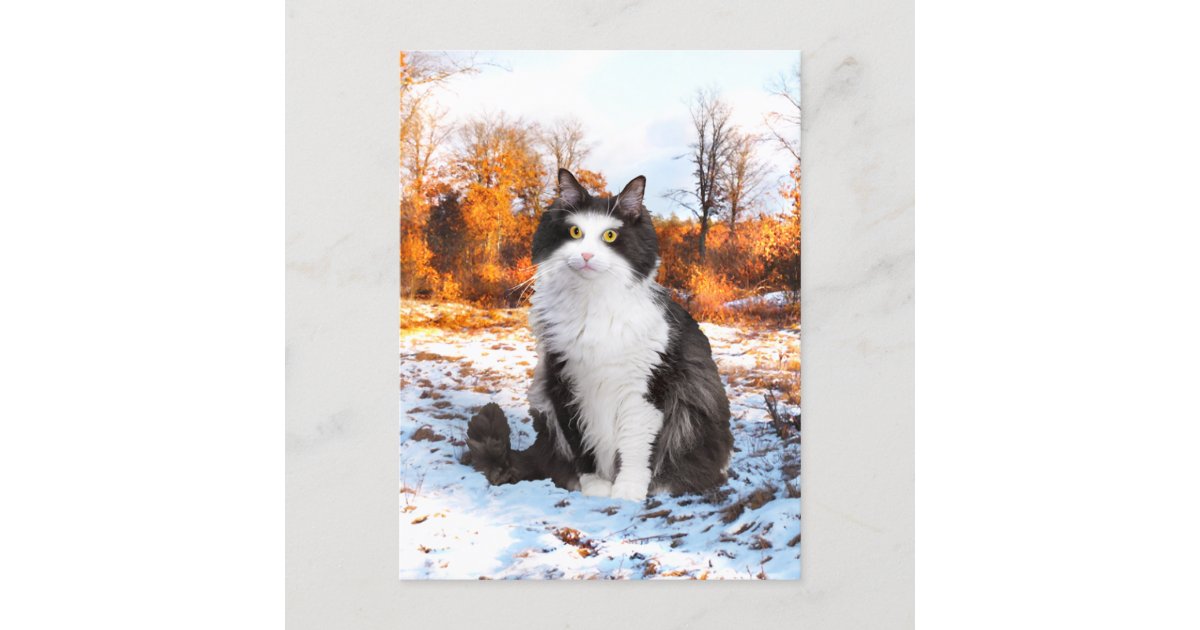 "Fuzzer" Postcard | Zazzle