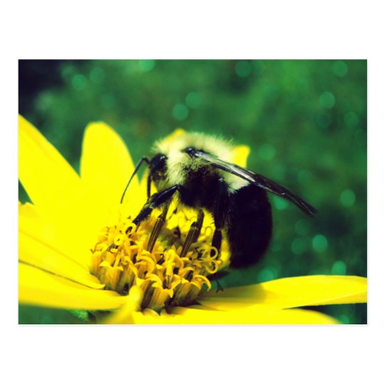 Fuzzy Bumblebee Photo Postcard | Zazzle.com