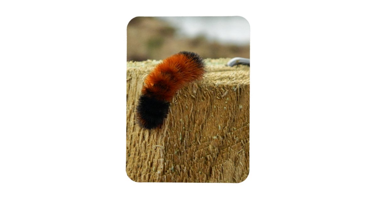 Fuzzy Caterpillar Magnet | Zazzle