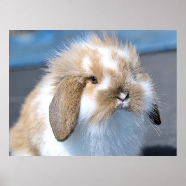 Fuzzy Holland Mini Dwarf Lop Bunny Rabbit Poster | Zazzle