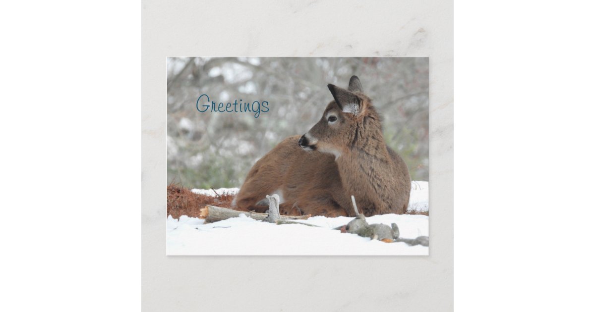 Fuzzy White Tailed Deer Fawn /Greetings Postcard | Zazzle
