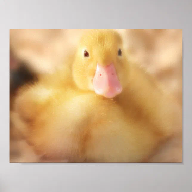 Fuzzy Yellow Duck Easter Baby Duckling Poster | Zazzle