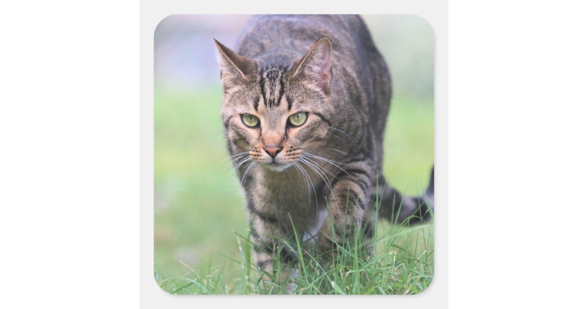 Gabe Square Sticker | Zazzle