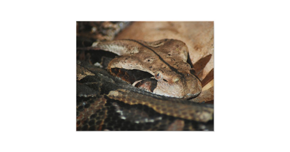 Gaboon Viper Closeup Photo Print | Zazzle