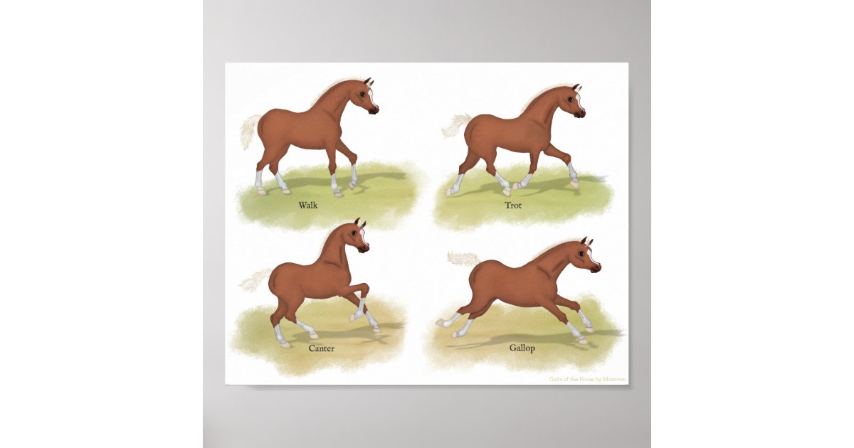 Gaits of the Horse Walk Trot Canter Gallop Sorrel Poster | Zazzle