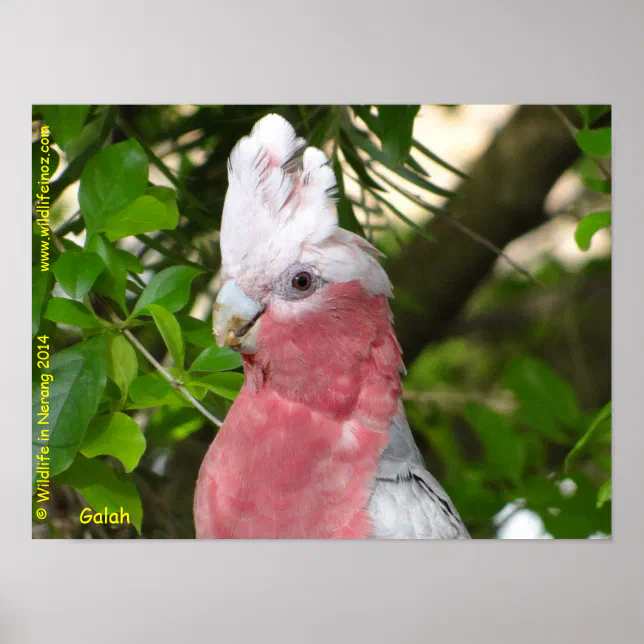 Galah (Rose Breasted/Roseate Cockatoo) Poster | Zazzle