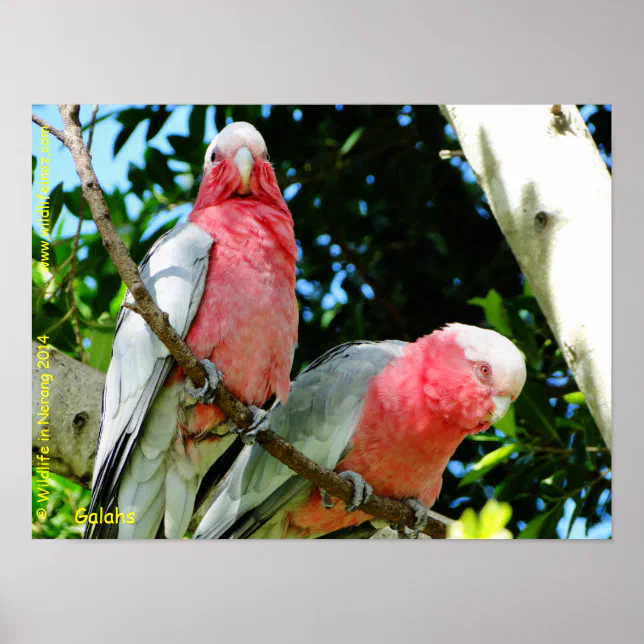 Galahs (Rose Breasted/Roseate Cockatoos) Poster | Zazzle
