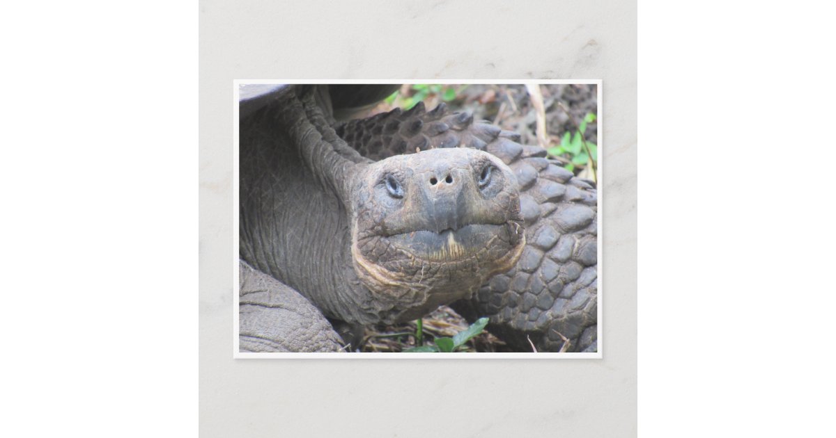 galapagos giant tortoise face postcard | Zazzle