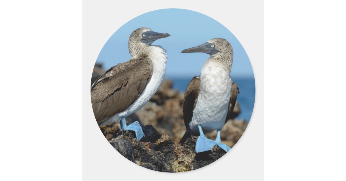 Galapagos Islands, Isabela Island Classic Round Sticker | Zazzle