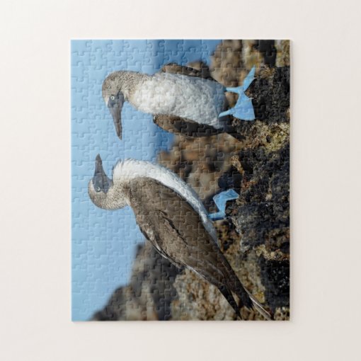 Galapagos Islands, Isabela Island Jigsaw Puzzle | Zazzle