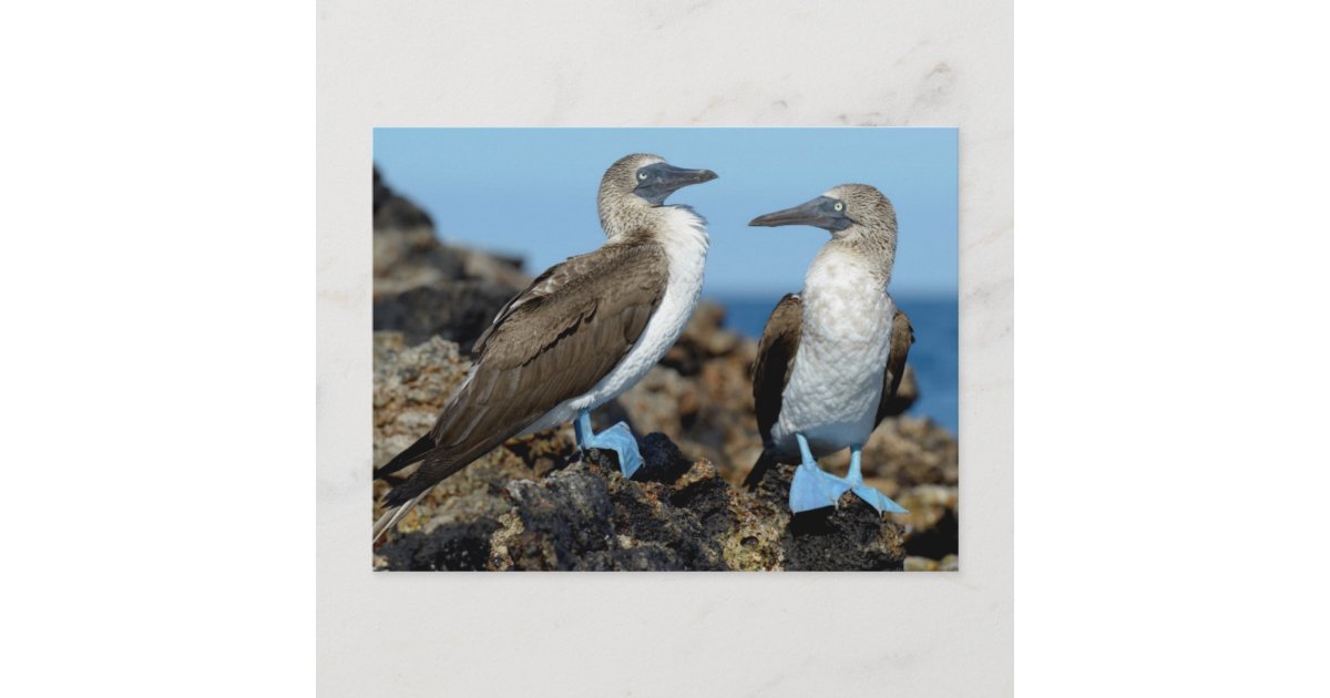 Galapagos Islands, Isabela Island Postcard | Zazzle