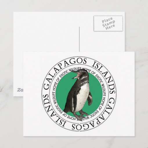 Galapagos Islands Penguin Postcard | Zazzle