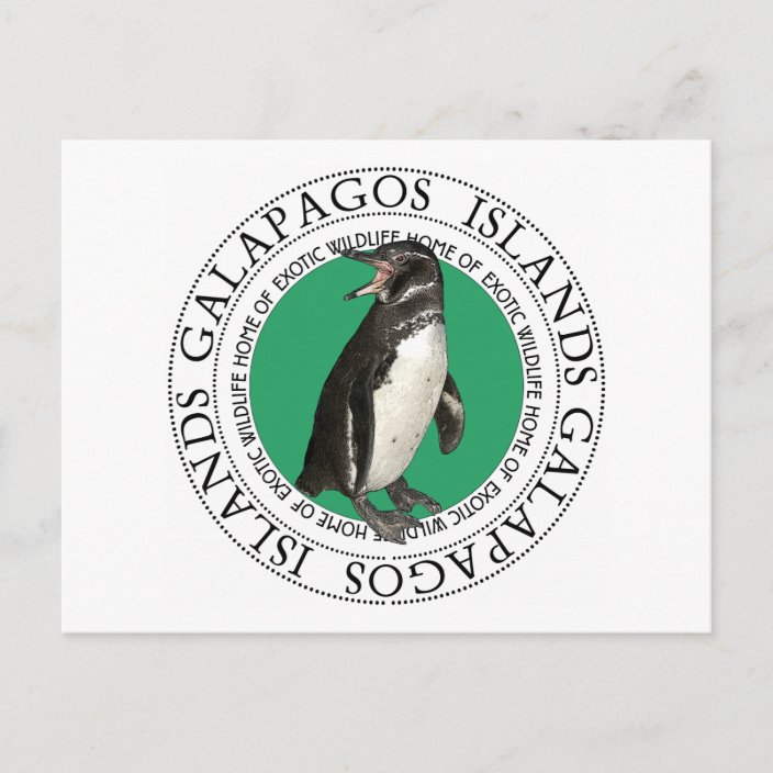 Galapagos Islands Penguin Postcard | Zazzle.com