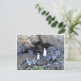 galapagos penguins postcard | Zazzle