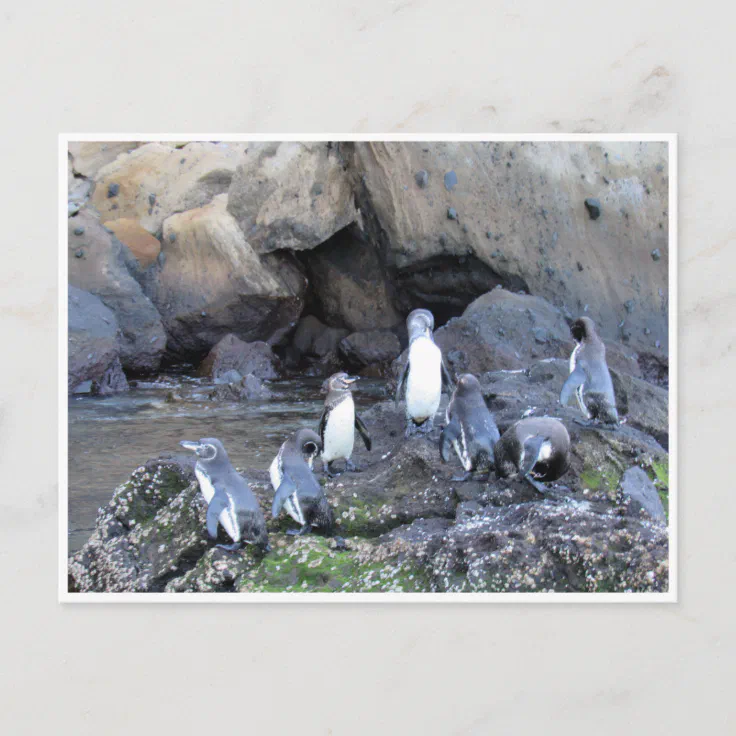 galapagos penguins postcard | Zazzle