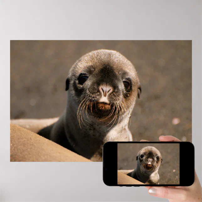 Galapagos Sea Lion Poster | Zazzle