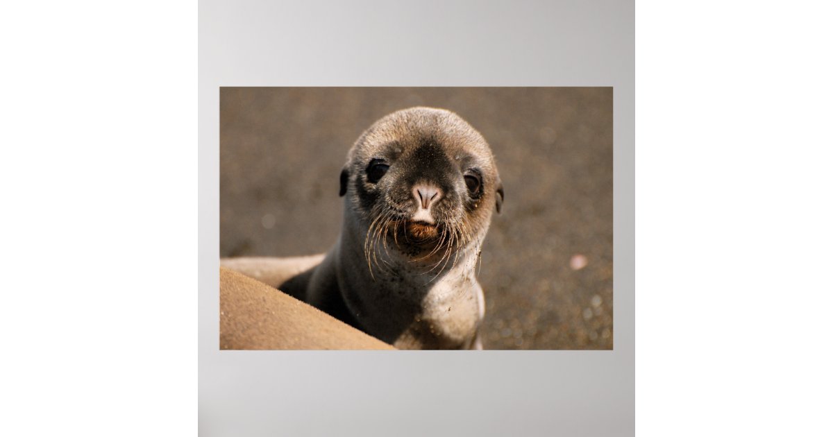 Galapagos Sea Lion Poster | Zazzle
