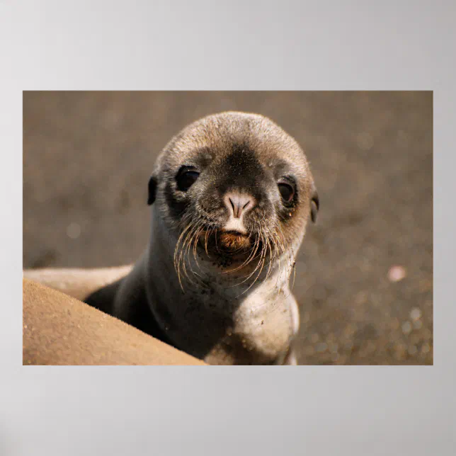 Galapagos Sea Lion Poster | Zazzle
