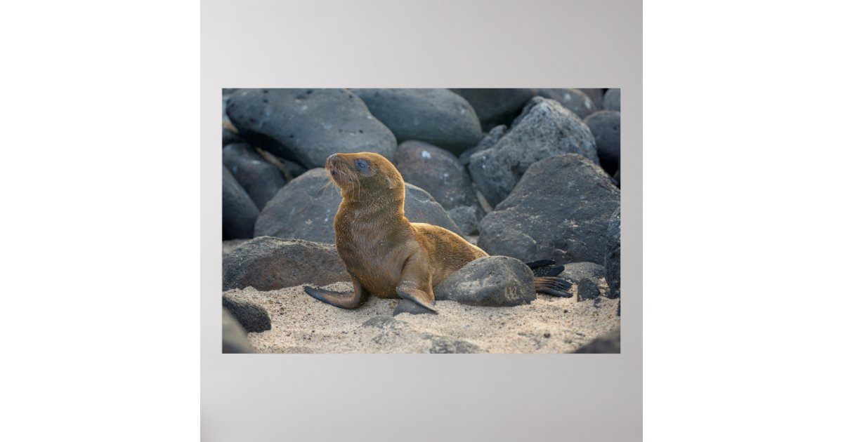 Galapagos Sea Lion Poster | Zazzle