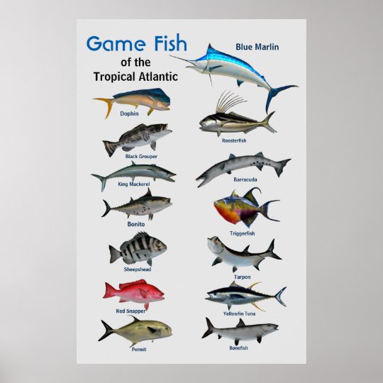 Game fish of Tropical Atlantic Ocean Poster | Zazzle.com