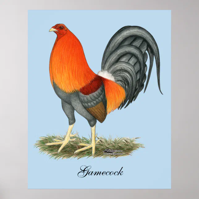 Gamecock Blue Red Rooster Poster | Zazzle