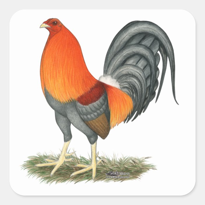 Gamecock Blue Red Rooster Square Sticker | Zazzle.com