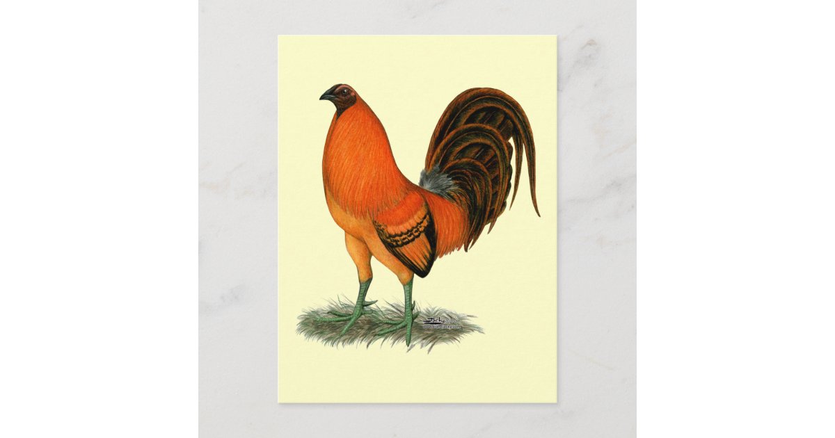 Gamecock Ginger Red Rooster Postcard | Zazzle