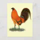 Gamecock Ginger Red Rooster Postcard | Zazzle