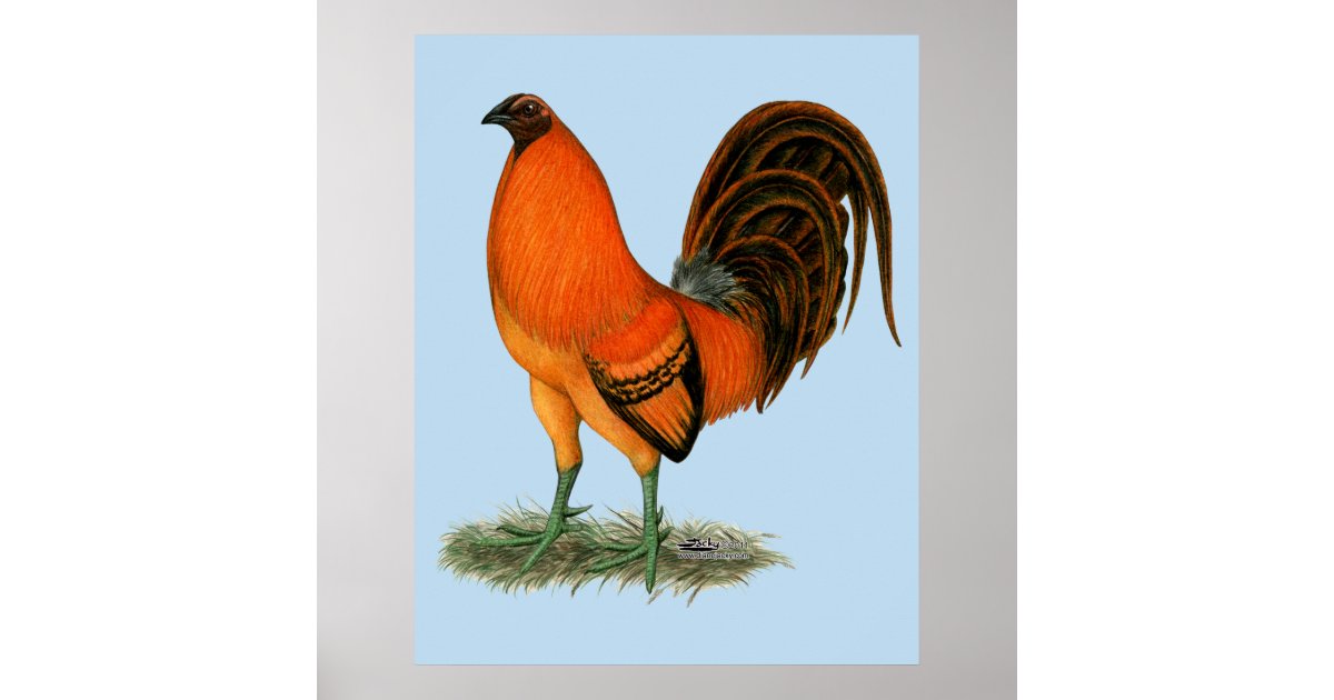 Gamecock Ginger Red Rooster Poster | Zazzle