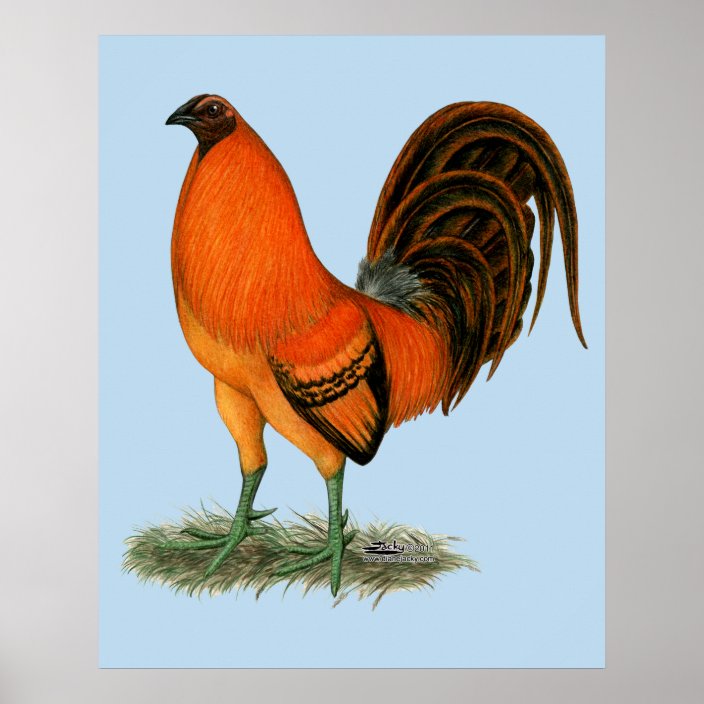 Gamecock Ginger Red Rooster Poster | Zazzle.com
