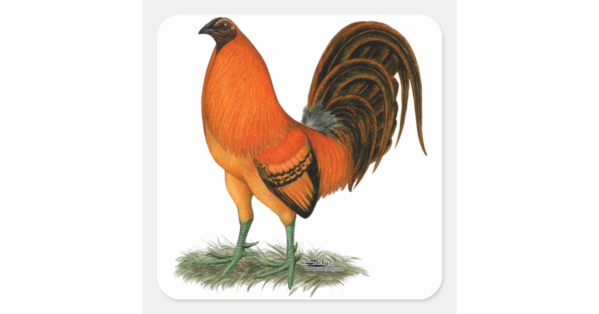 Gamecock Ginger Red Rooster Square Sticker | Zazzle