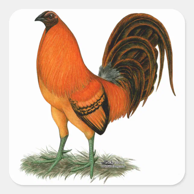 Gamecock Ginger Red Rooster Square Sticker | Zazzle