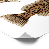 Gamefish- Nassau Grouper,Sheepshead & Gag Grouper Poster | Zazzle