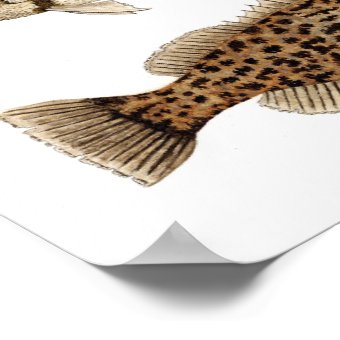 Gamefish- Nassau Grouper,Sheepshead & Gag Grouper Poster | Zazzle