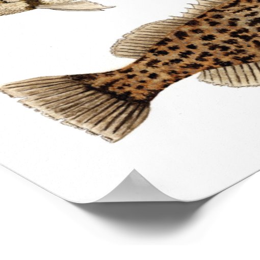 Gamefish- Nassau Grouper,Sheepshead & Gag Grouper Poster | Zazzle