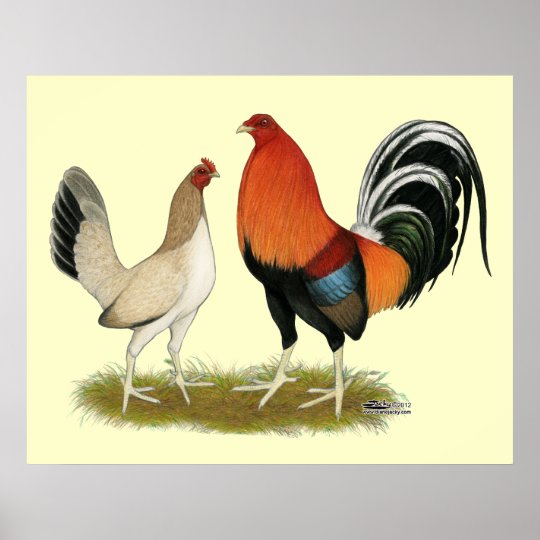 Gamefowl Wheatens Poster | Zazzle.com