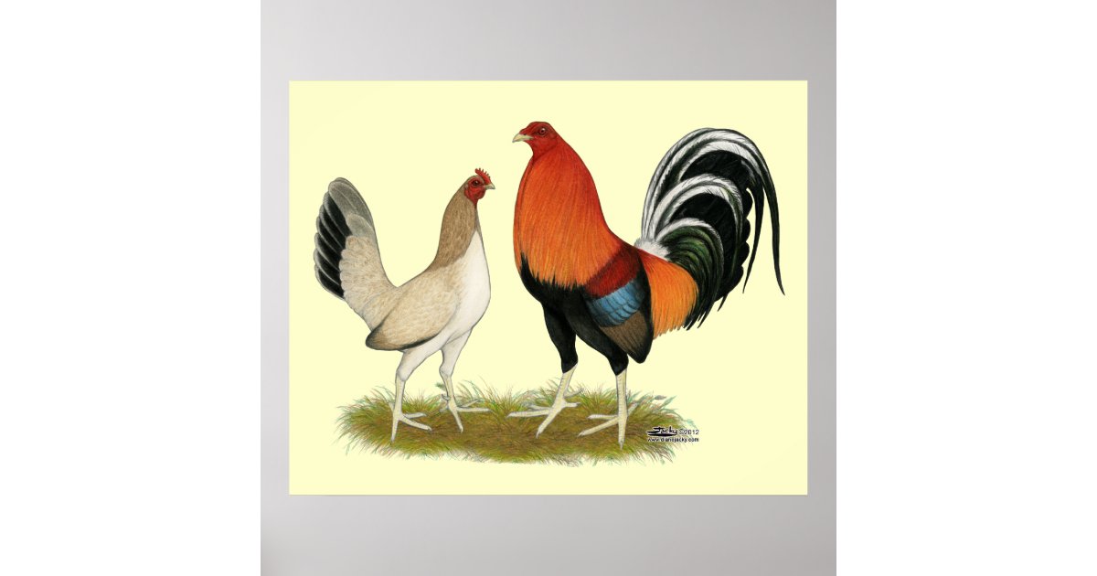 Gamefowl Wheatens Poster | Zazzle