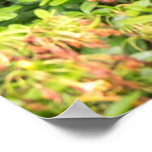 Garden Background Poster | Zazzle