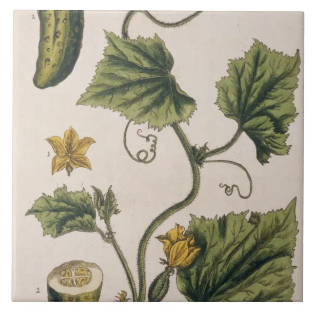 Garden Cucumber, plate 4 from 'A Curious Herbal', Tile | Zazzle