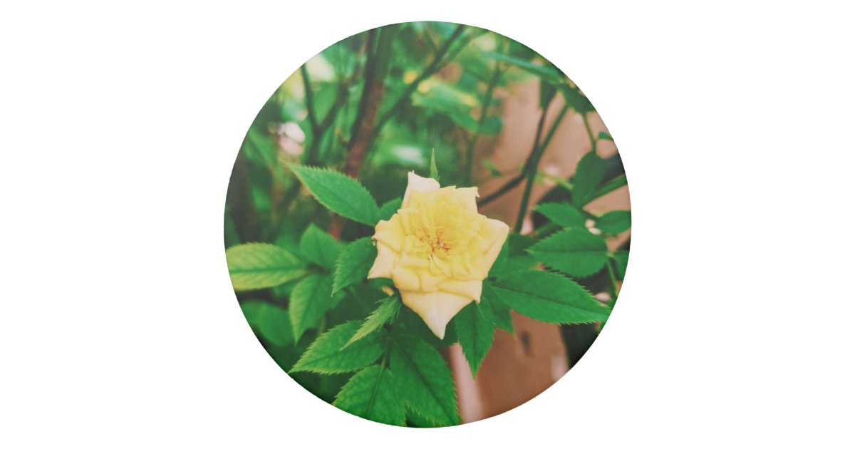 Garden Miniature Yellow Rose Eraser | Zazzle