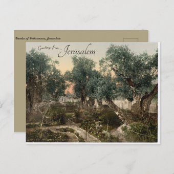 Garden of Gethsemane Jerusalem Postcard | Zazzle