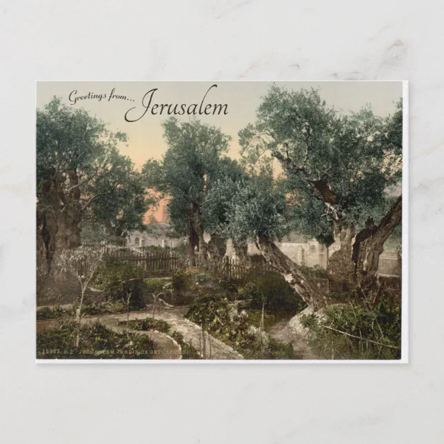 Garden of Gethsemane Jerusalem Postcard | Zazzle
