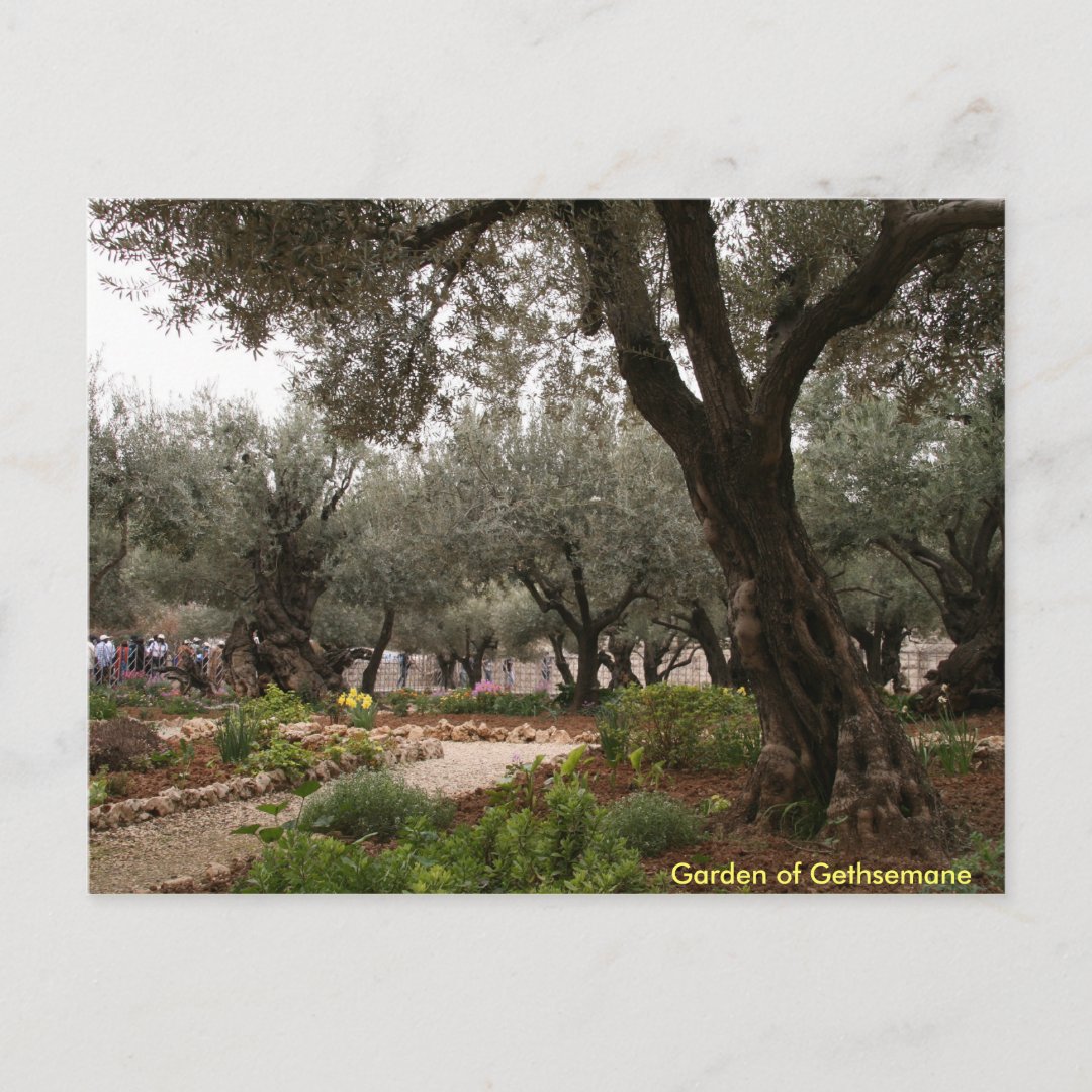 Garden of Gethsemane Postcard | Zazzle