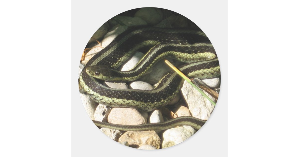Garter Snake Classic Round Sticker | Zazzle