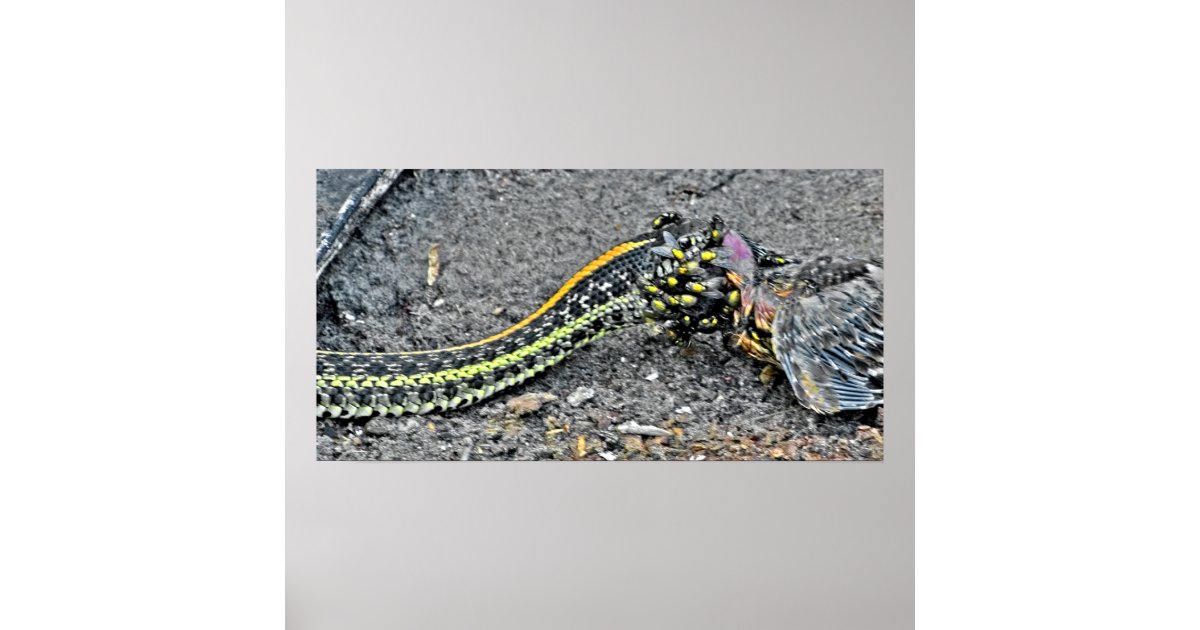 Garter Snake Poster | Zazzle