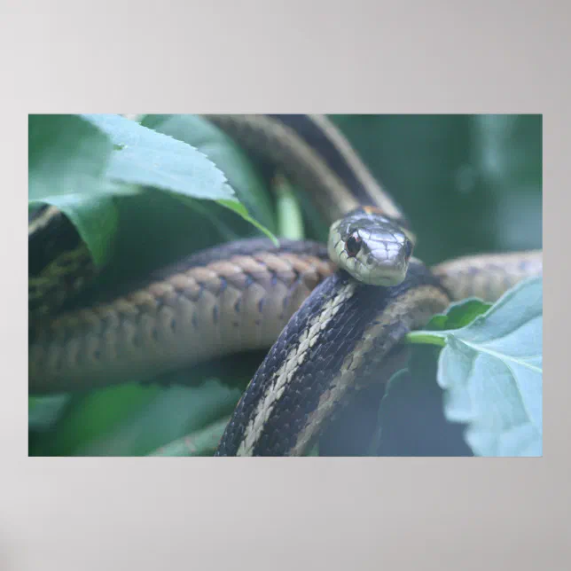 Garter Snake Poster | Zazzle