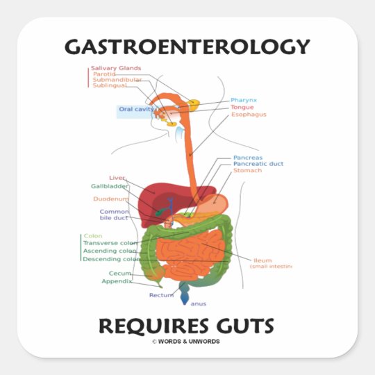 Gastroenterology Requires Guts (Digestive System) Square Sticker ...